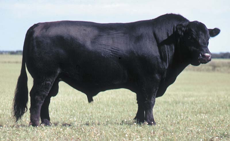 About The Breed | Canadian Speckle Park Association